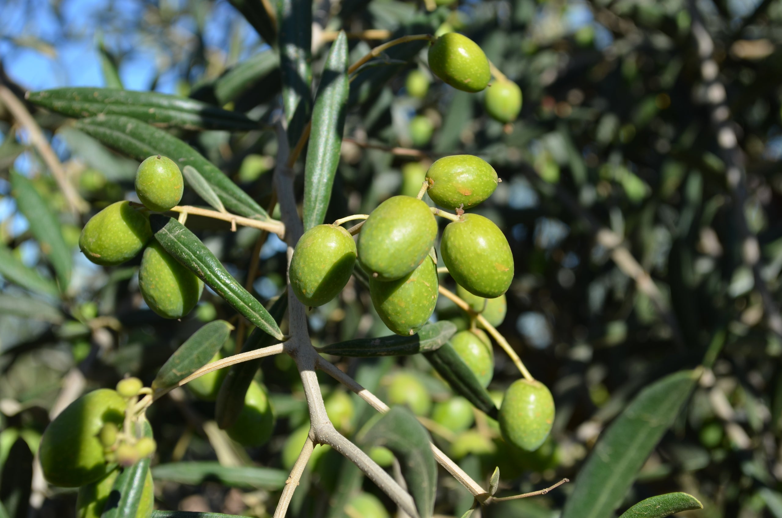 Mild Extra Virgin Olive Oil | Prima Oliva